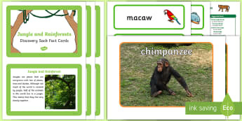 Rainforest and Jungle Animal Activities for Early Years EYFS