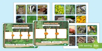 Food Chains | twinkl.com.au