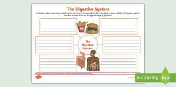 Digestive Systems Biology | twinkl.co.uk
