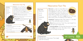 Hibernation Activities | twinkl.com