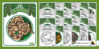 Jungle Animals Resources | twinkl.com