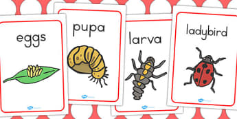 Ladybird Activities for Early Years Life-Cycle Resources
