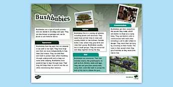 Animals Fact File • Twinkl.ca