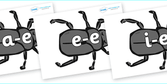 Beetle Images | twinkl.co.uk