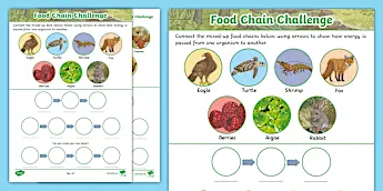 Food Chains Science | twinkl.co.uk