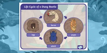 Minibeasts Stories | twinkl.com.au
