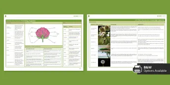 Plant Reproduction Resources | twinkl.co.uk