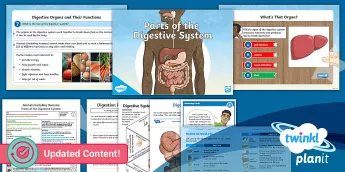 Human Digestive Systems | twinkl.co.uk