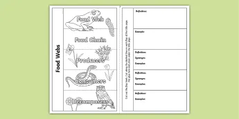 Food Webs 3rd Grade • Twinkl.com