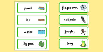 Amphibian Life Cycle KS1 Resources | Science - Twinkl