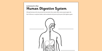 Human Digestive Systems | twinkl.co.uk