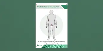Male Reproductive Systems | twinkl.co.uk