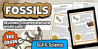 Fossils for Kids | twinkl.com