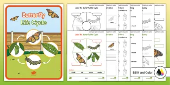 Butterfly Life Cycles | twinkl.com
