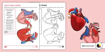 Human Heart Biology • Twinkl.com