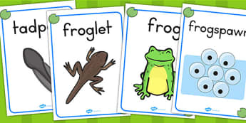 Amphibian Life Cycle KS1 Resources | Science - Twinkl