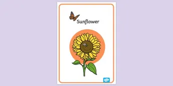 Sunflower Posters | twinkl.co.uk