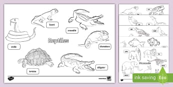 Grouping Plants | Animal classification for Children