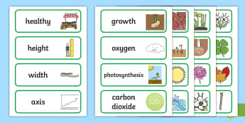 KS1 Plants | Wild Plants KS1 | Primary Biology - Twinkl