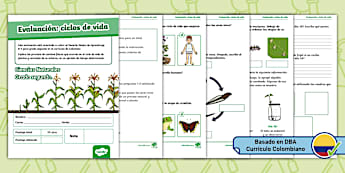 Ciencias Naturales: Seres vivos y Diversidad - 4º primaria