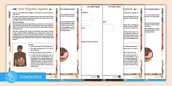 Digestive Systems Year 4 | twinkl.co.uk