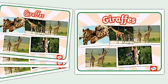 Giraffes for Kids | twinkl.co.uk