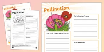 Pollination Resources | twinkl.co.uk