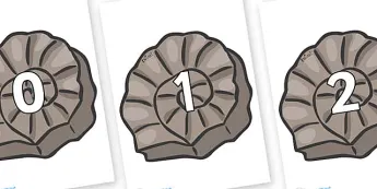 Fossils Activities | twinkl.co.uk