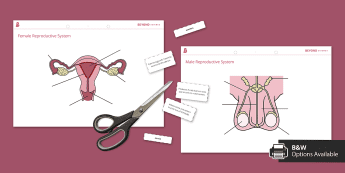 Male Reproductive Systems | twinkl.co.uk