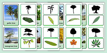Botany Leaves | twinkl.co.uk