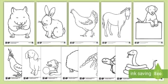 British Wildlife Colouring Activities | Parents - Twinkl