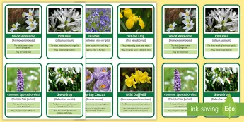 Spring Flowers Flashcards | twinkl.co.uk
