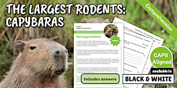 Reading Comprehension - Reading & Viewing - Grade 6 South Africa