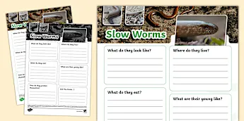 Animals Fact File Template • Twinkl.ca