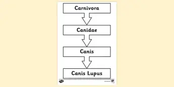 Classification Worksheets | twinkl.co.uk