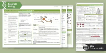 Biology Homeostasis Responses | twinkl.com.au