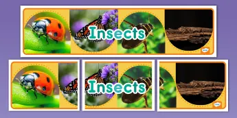 Insects and Arachnids | twinkl.com