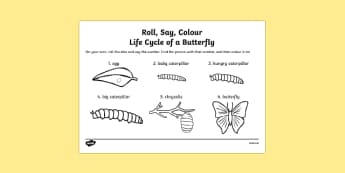 Minibeast Life Cycles Early Years (EYFS), minibeasts, insects, life