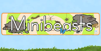 Minibeasts - Activities and Resources - Twinkl
