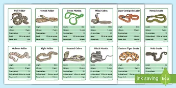 Family Card Games | twinkl.co.uk