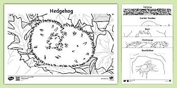Hibernation Artworks | twinkl.ca