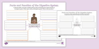 Digestive Systems Biology | twinkl.co.uk