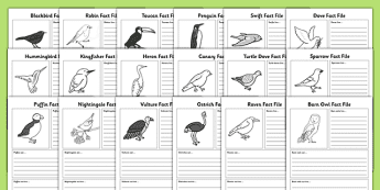 Birds Activities | twinkl.co.uk