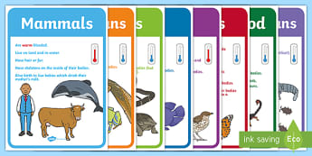 Animals For Kids | KS1 Primary Activities | Twinkl - Twinkl