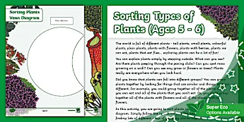 Sorting Venn Diagrams | twinkl.com.au