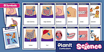Animals including Humans - Year 4 Science Resources - Twinkl