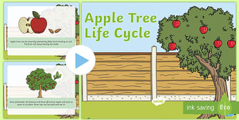Apple Tree Life Cycle Early Years (EYFS), Apple Tree, Life Cycle