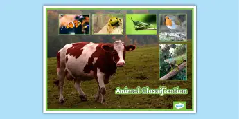 Animal Classifications | twinkl.co.uk