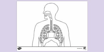 Cuerpo humano y salud - Quinto grado - Peru - Twinkl