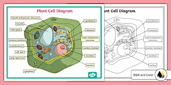 Cell Coloring Sheets | twinkl.com